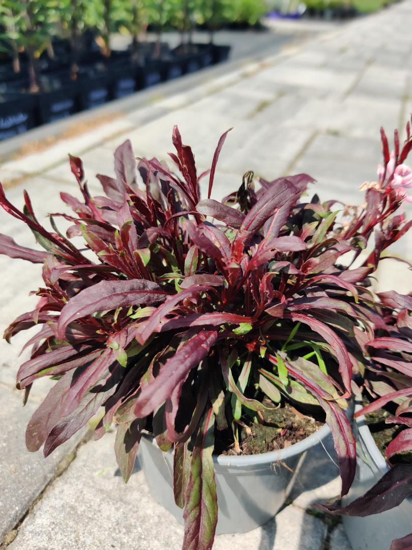 Gaura 'Red' Passionate Blush > Szkółka krzewów Fałdowie
